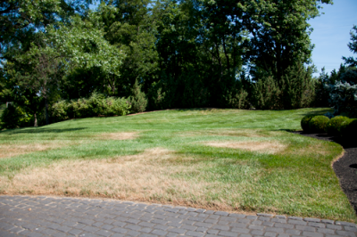 Stressed Lawns: Common Turf Problems You Might See this July | TriState ...